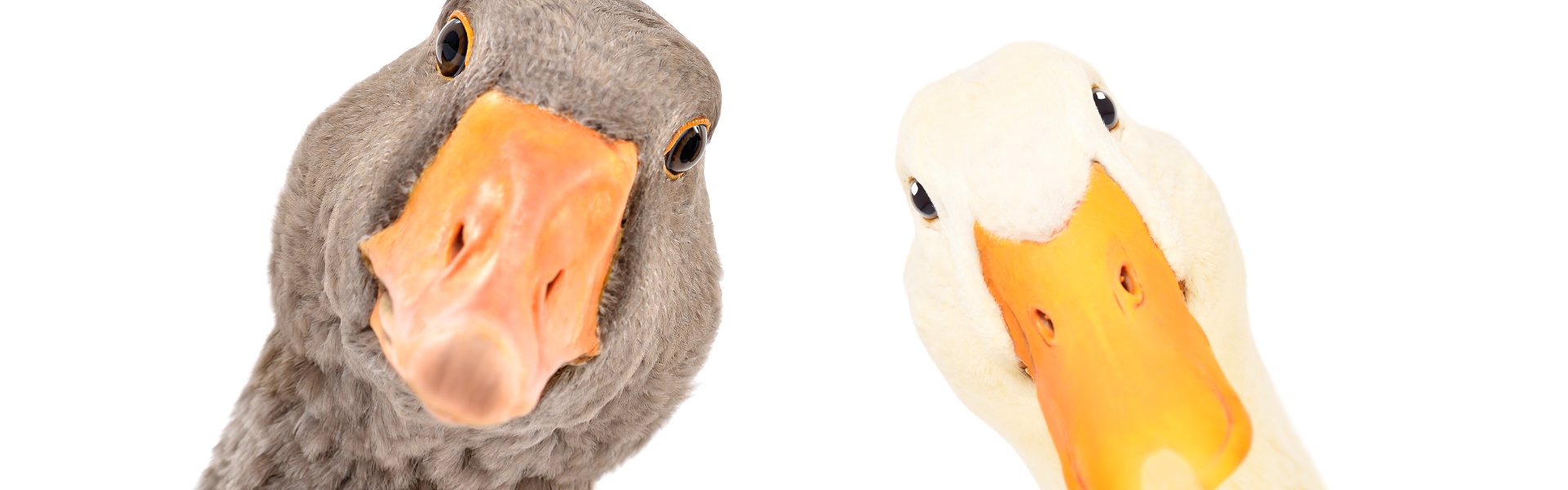 Duck Wax: How to Use It for Fast, Clean Poultry Plucking - Hywax